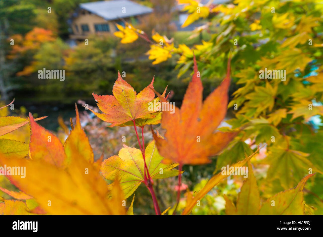 Autumn maple leaf red with light of sunset on tree background Stock ...