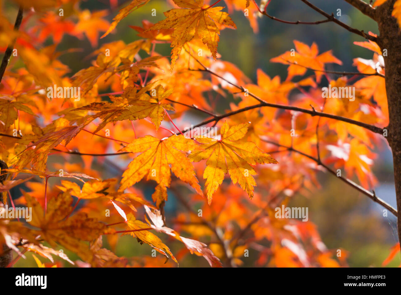 Autumn maple leaf red with light of sunset on tree background Stock ...