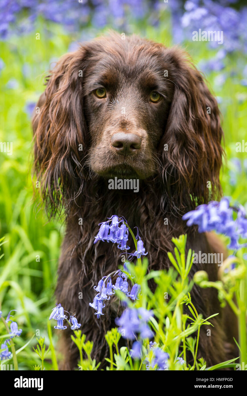 Cocker spaniel flowers hi-res stock photography and images - Alamy