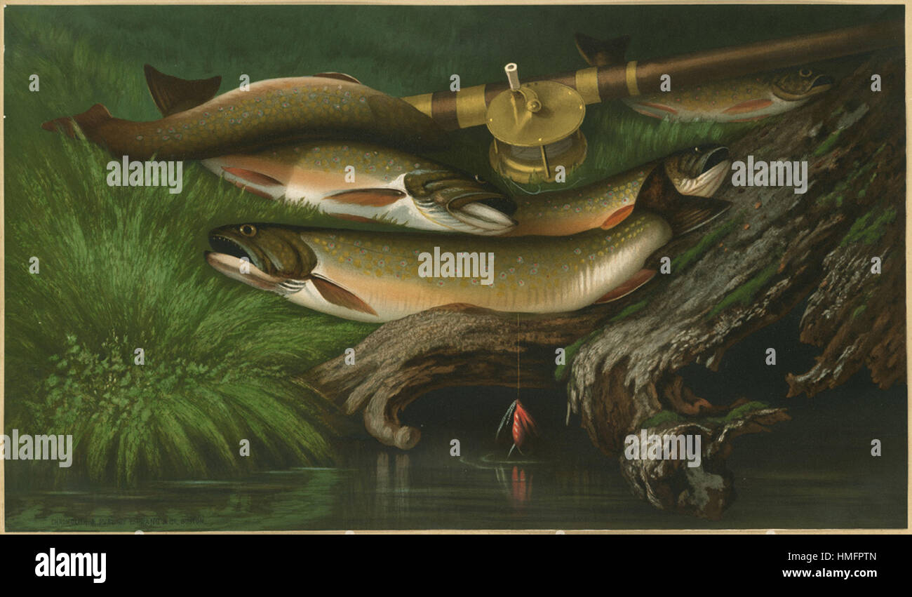 Louis Prang - Trout Stock Photo - Alamy