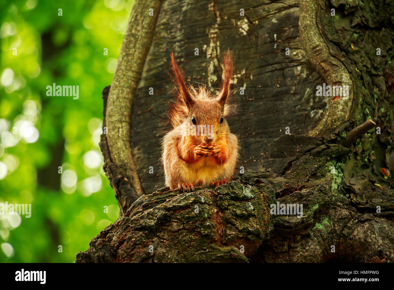 The squirrel sitting on the tree in the forest. Animals in wild nature ...