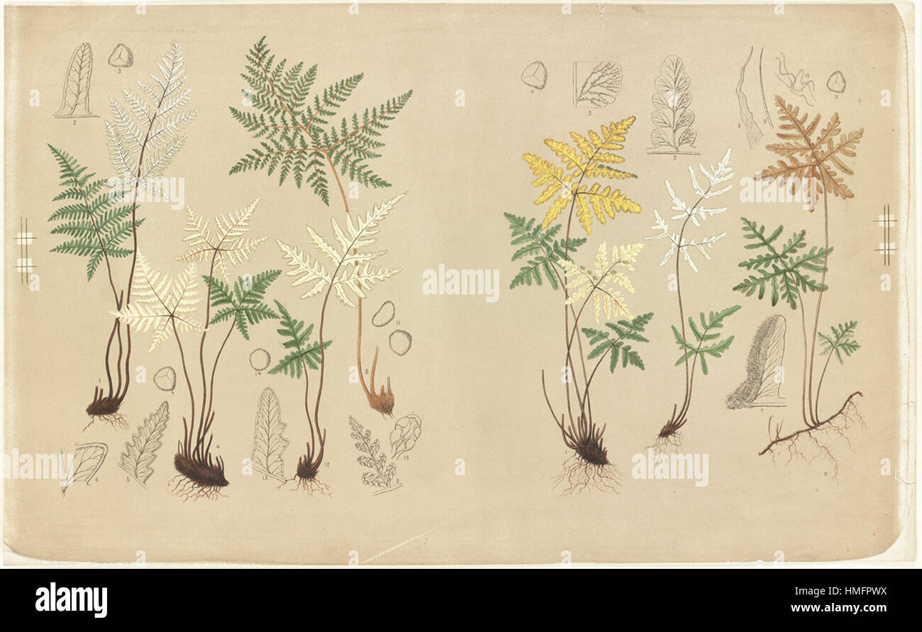 Fern specimens hi-res stock photography and images - Alamy