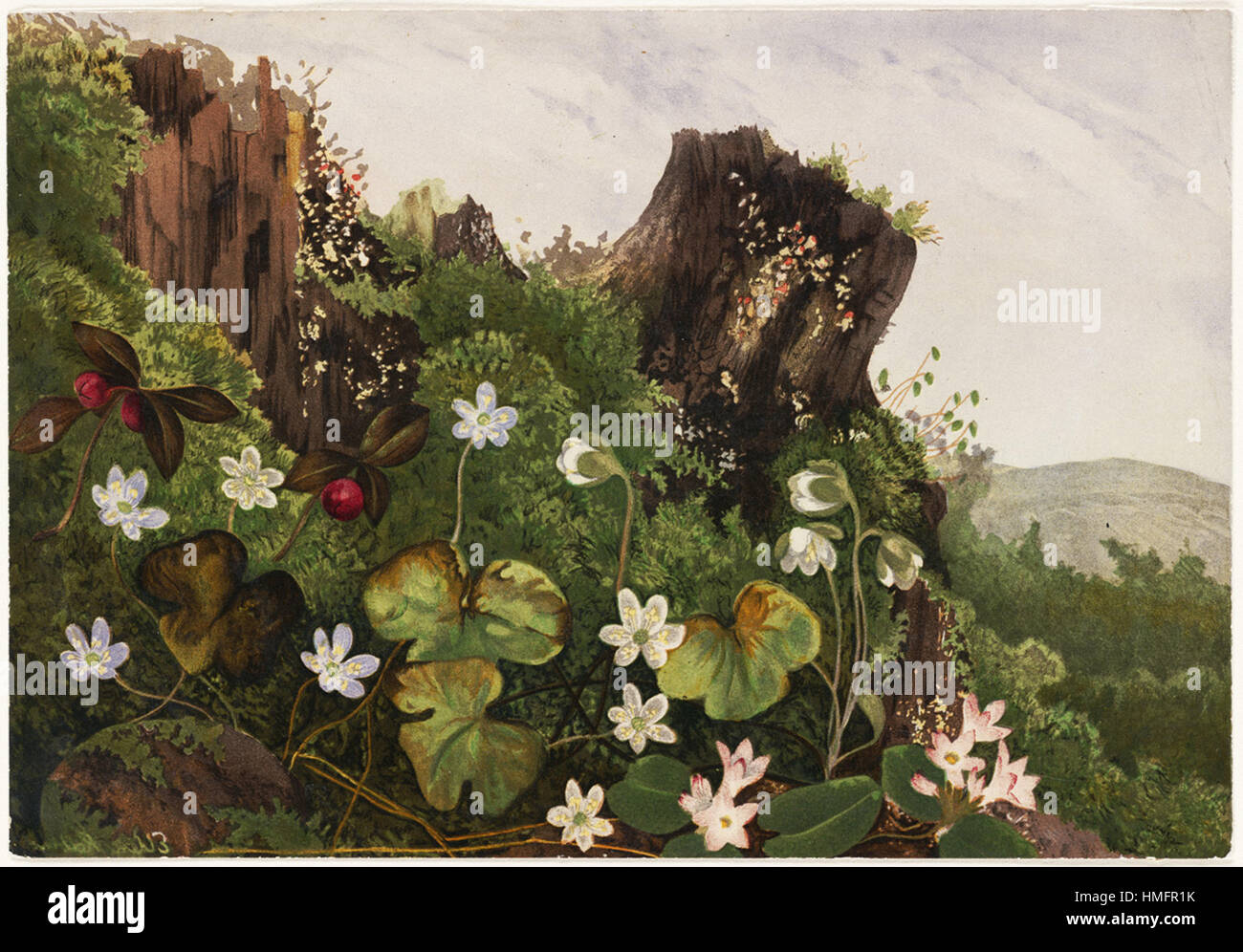 Louis Prang - Wild Flowers No. 2 Stock Photo - Alamy