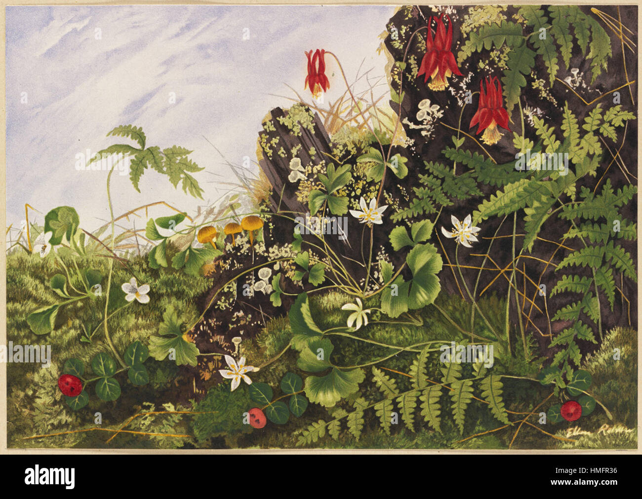 Louis Prang - Wild Flowers No. 1 Stock Photo - Alamy