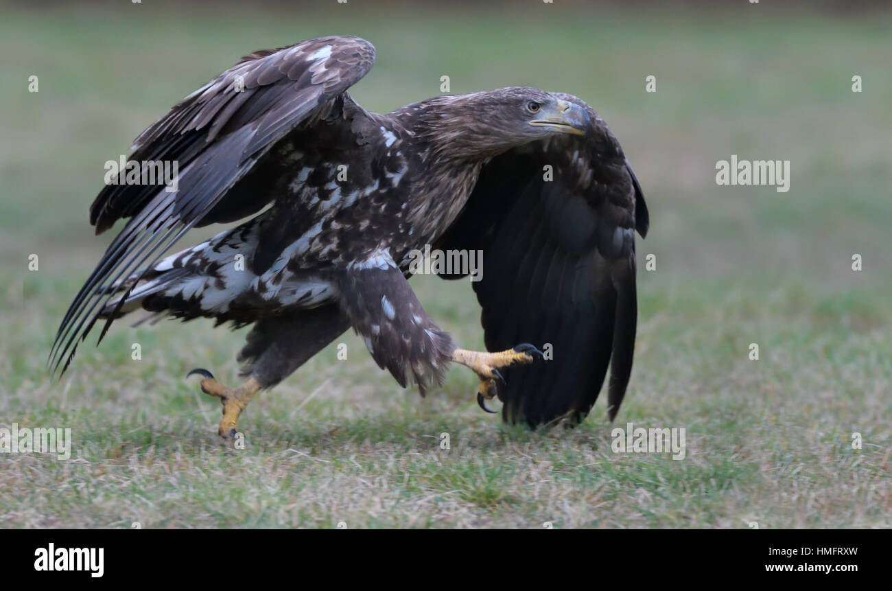 A juvenile White-tailed aka Sea Eagle running from left to right over a ...