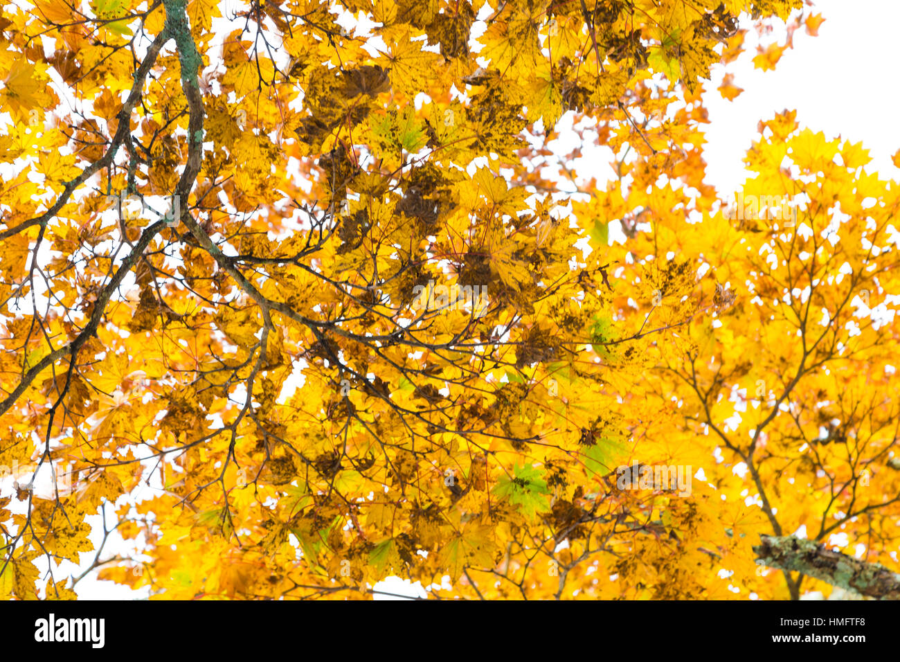 Yellow autumn leaves tree branch on white sky background Stock Photo - Alamy