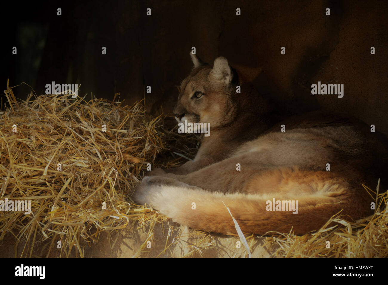 Puma profile hi-res stock photography and images - Alamy