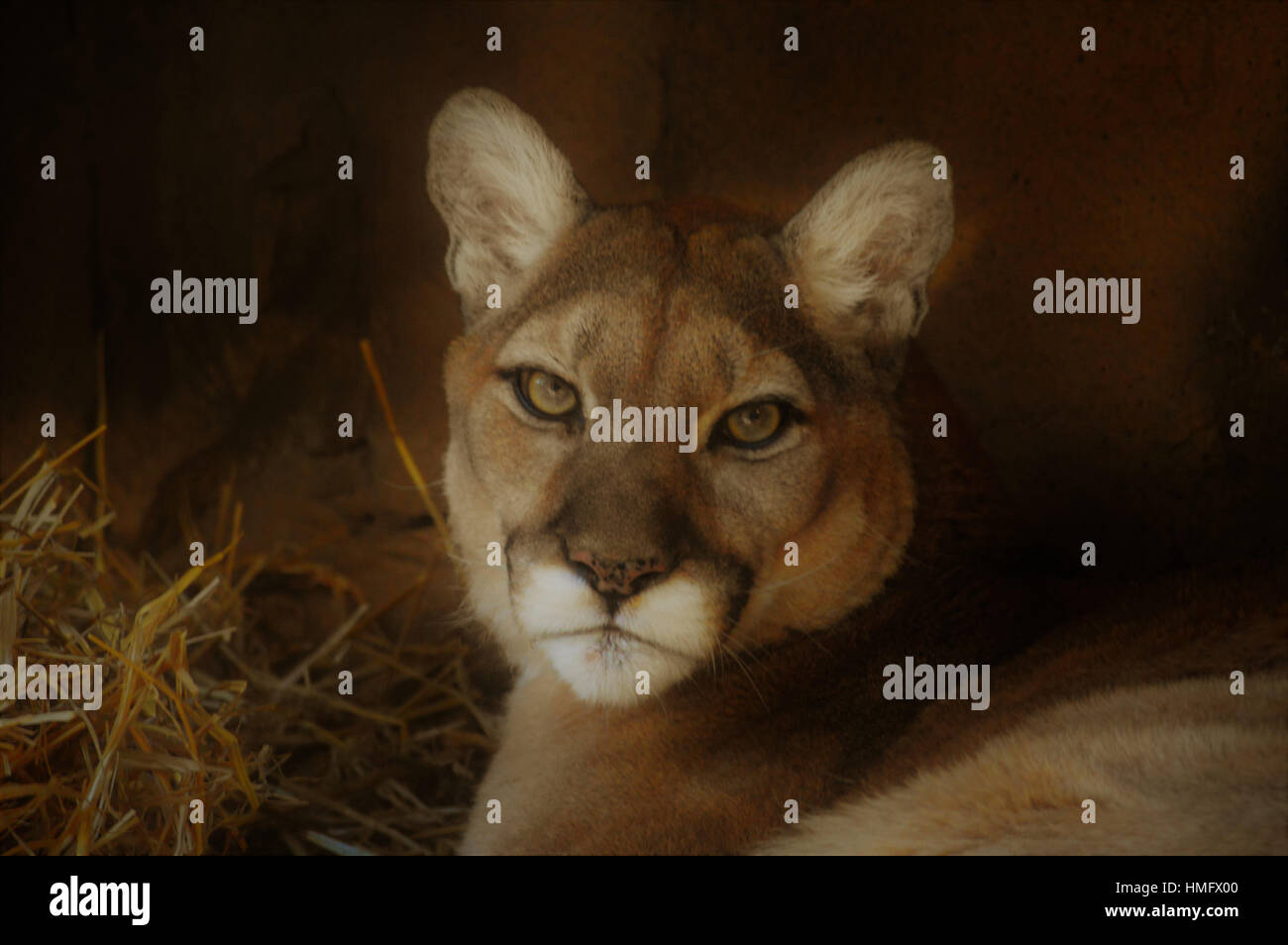 Close up of a puma staring straight ahead Stock Photo - Alamy