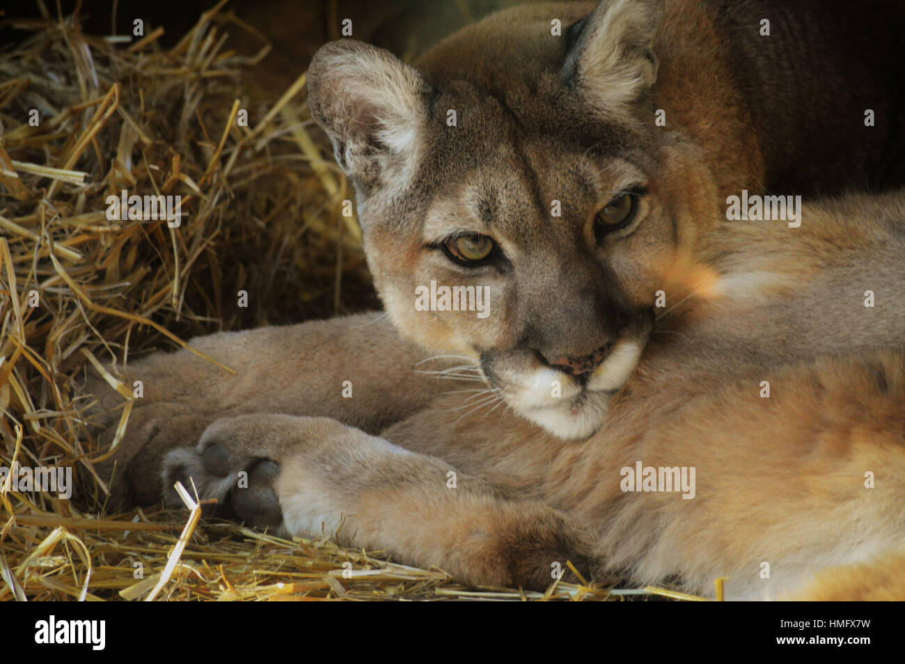 Close up of a puma staring straight ahead Stock Photo - Alamy