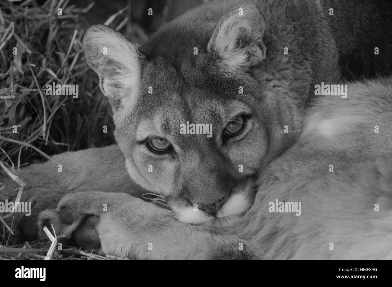 Close up of a puma staring straight ahead Stock Photo - Alamy