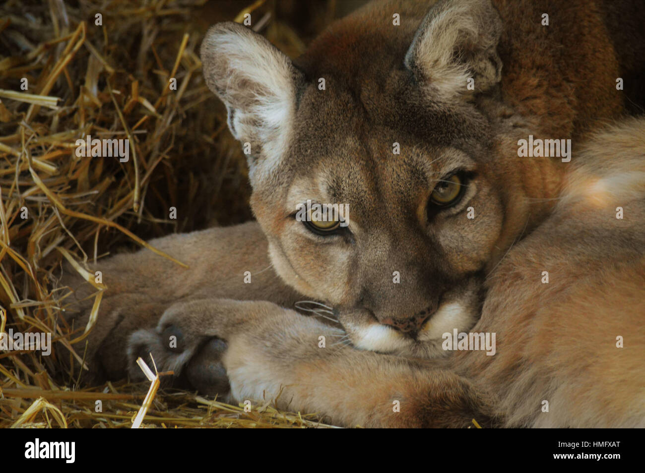 Close up of a puma staring straight ahead Stock Photo - Alamy