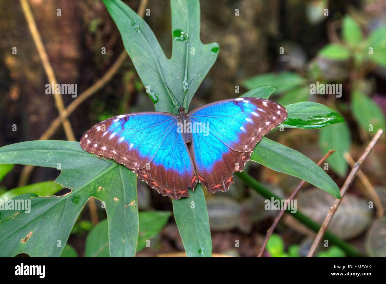 Green hills belize hi-res stock photography and images - Alamy