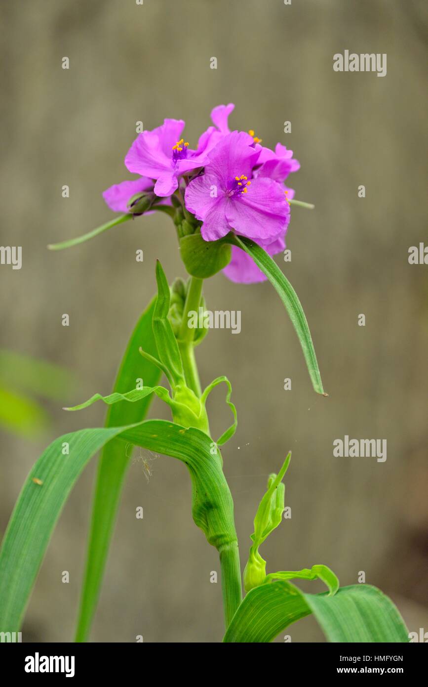 Spiderwort tradescantia andersoniana hi-res stock photography and ...