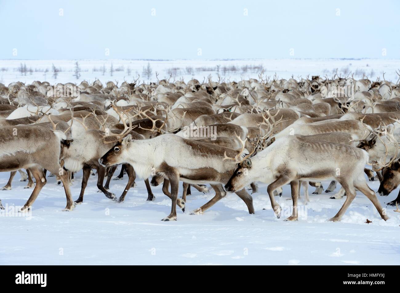 Arctic Reindeer Migration High Resolution Stock Photography and Images ...