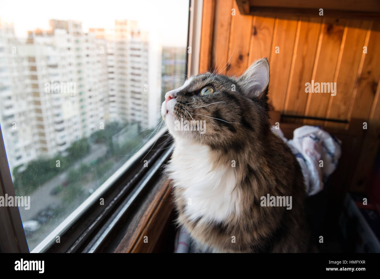 cat looks out the window. Beautiful cat sitting on a windowsill and ...