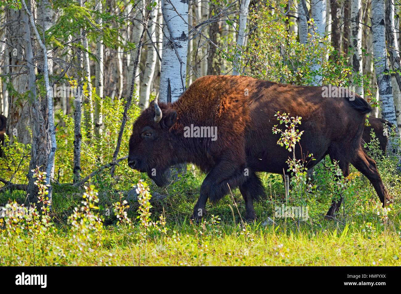 Wood buffalo bison alberta hi-res stock photography and images - Alamy