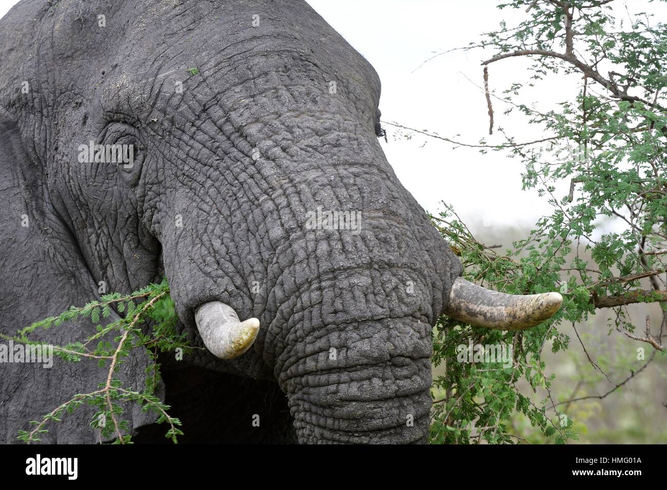 Elephant Bull High Resolution Stock Photography and Images - Alamy