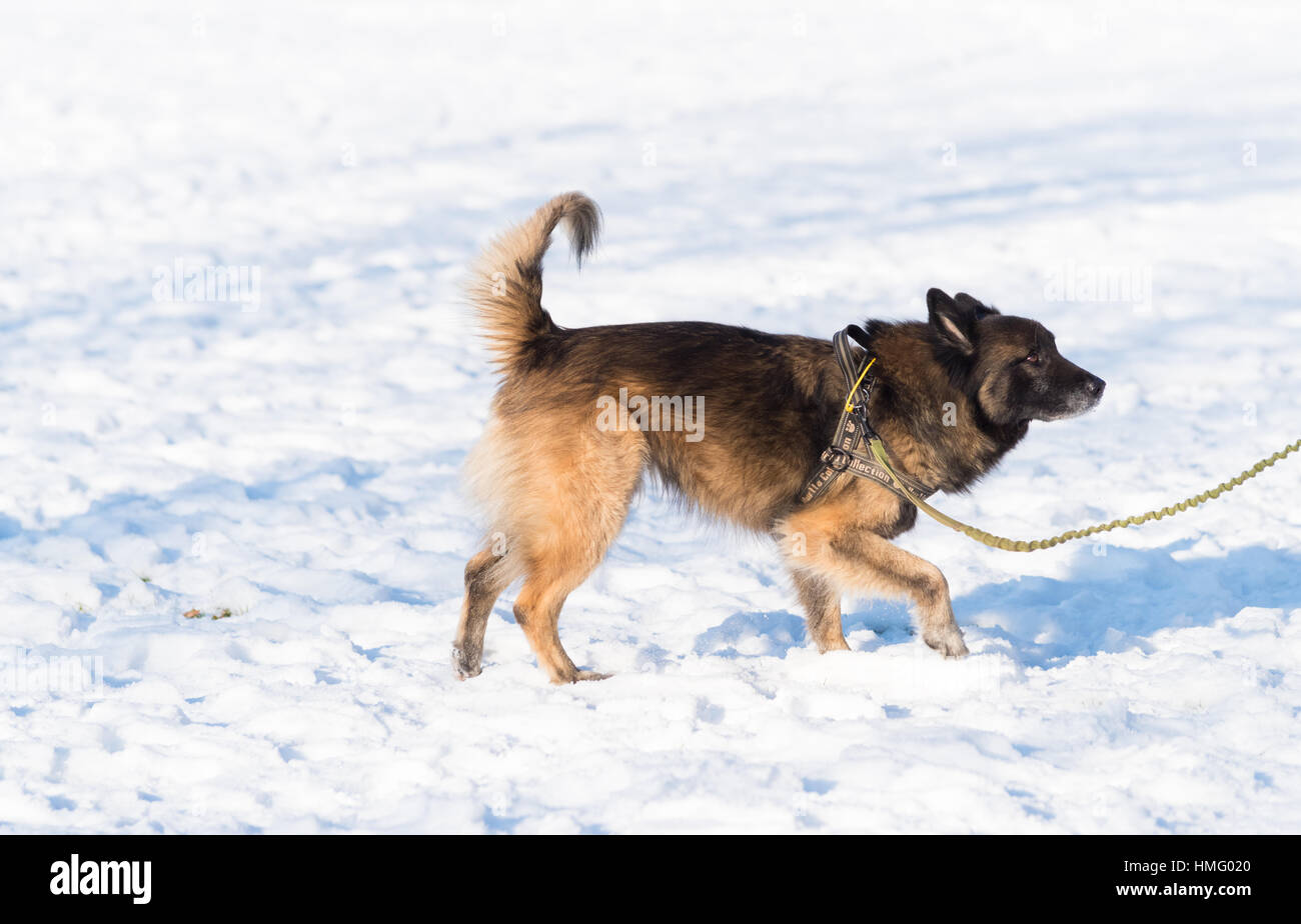 Sheperd in winter hi-res stock photography and images - Alamy