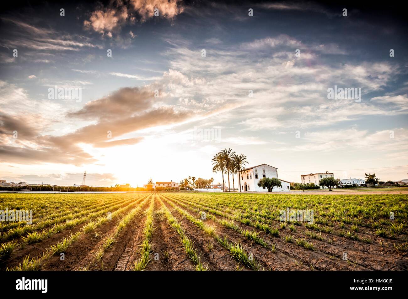 Tiger Nut High Resolution Stock Photography and Images - Alamy