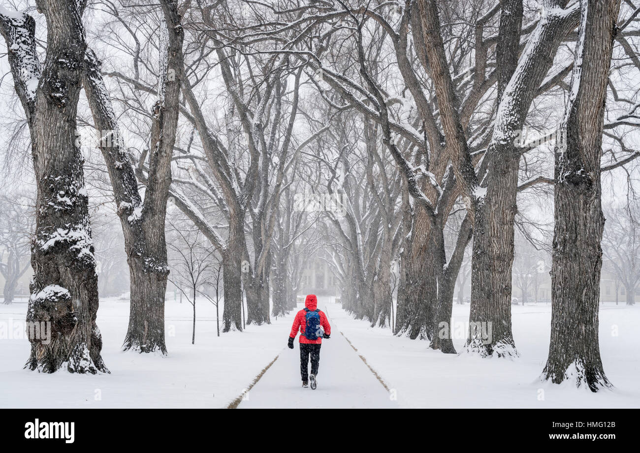 lonely male figure walking in a blizzard - alley of old elm trees ...