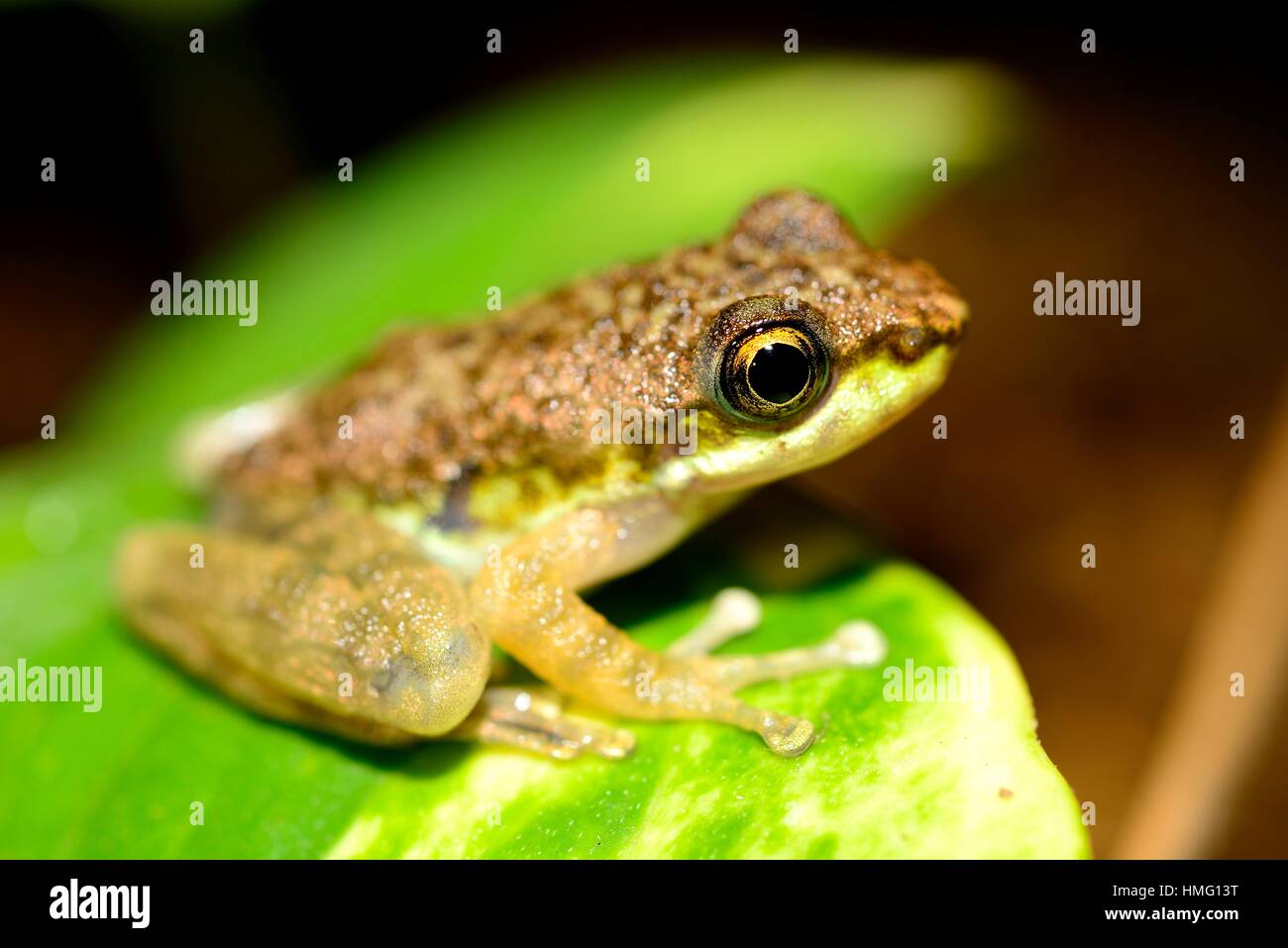Amolops marmoratus hi-res stock photography and images - Alamy
