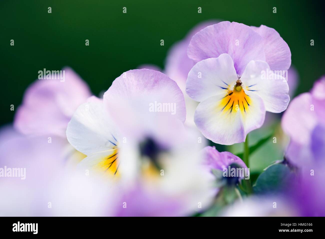 Pink viola hi-res stock photography and images - Alamy