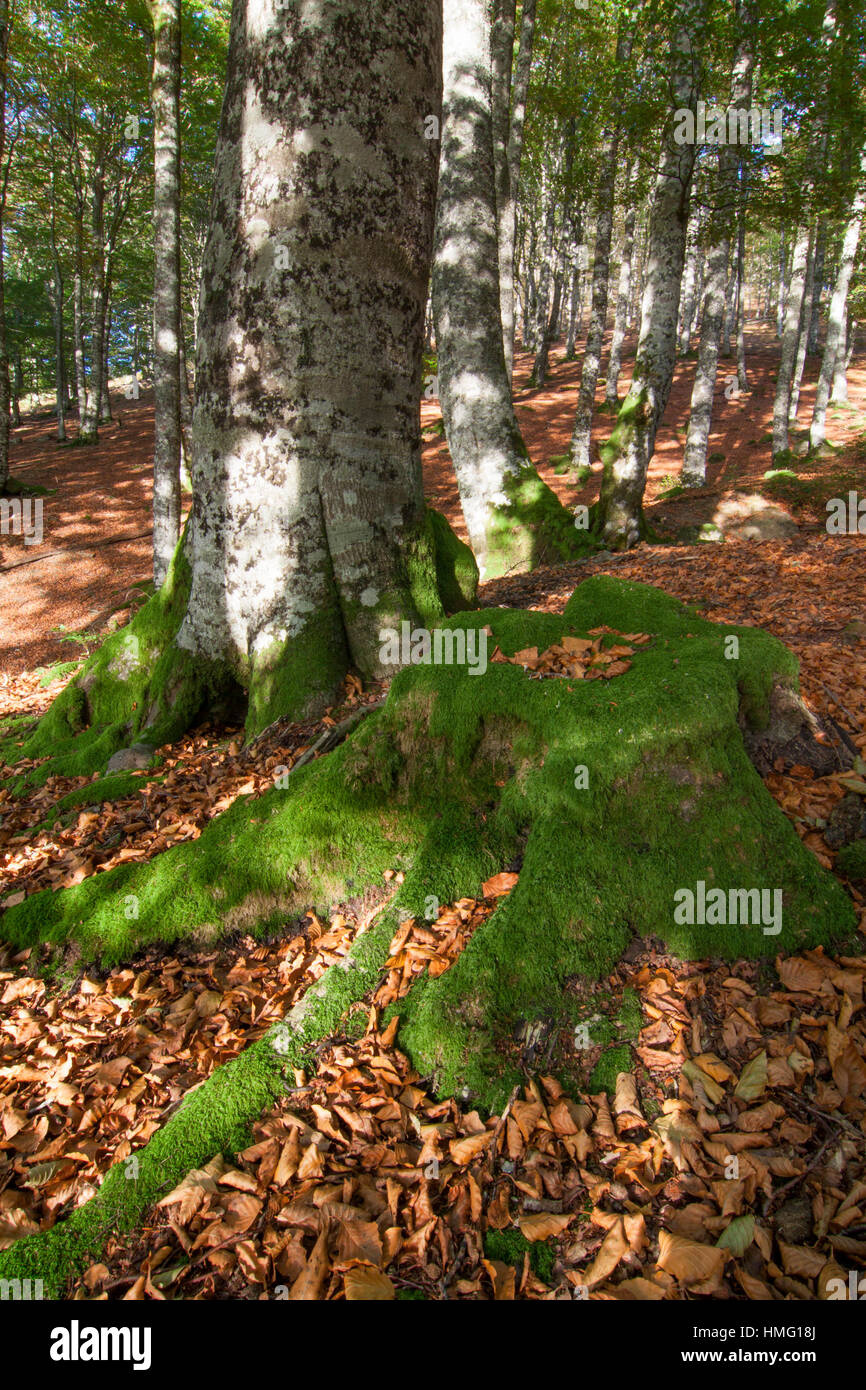 Trees in a forest Stock Photo - Alamy