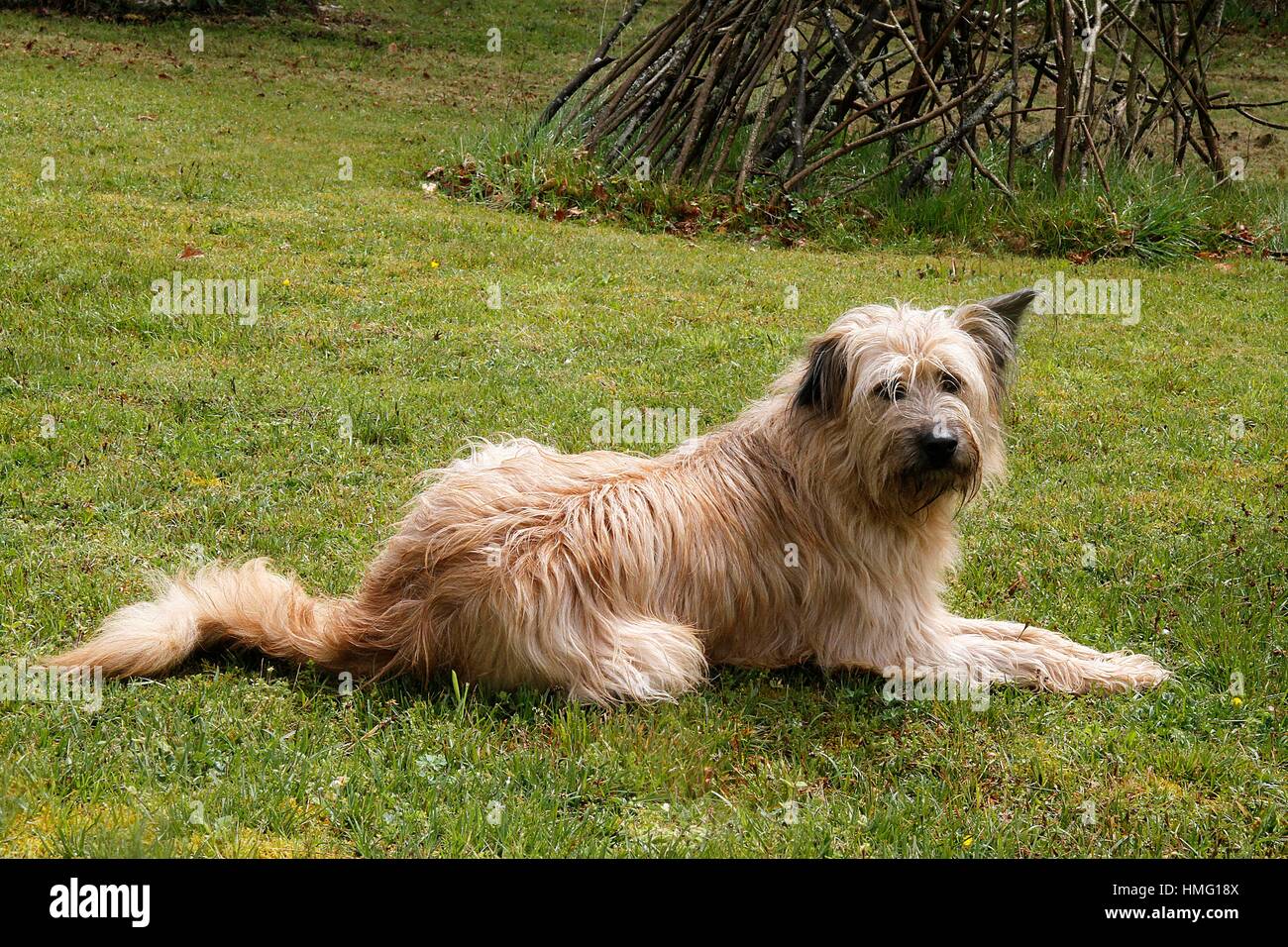 Sheepdog catalan hi-res stock photography and images - Alamy