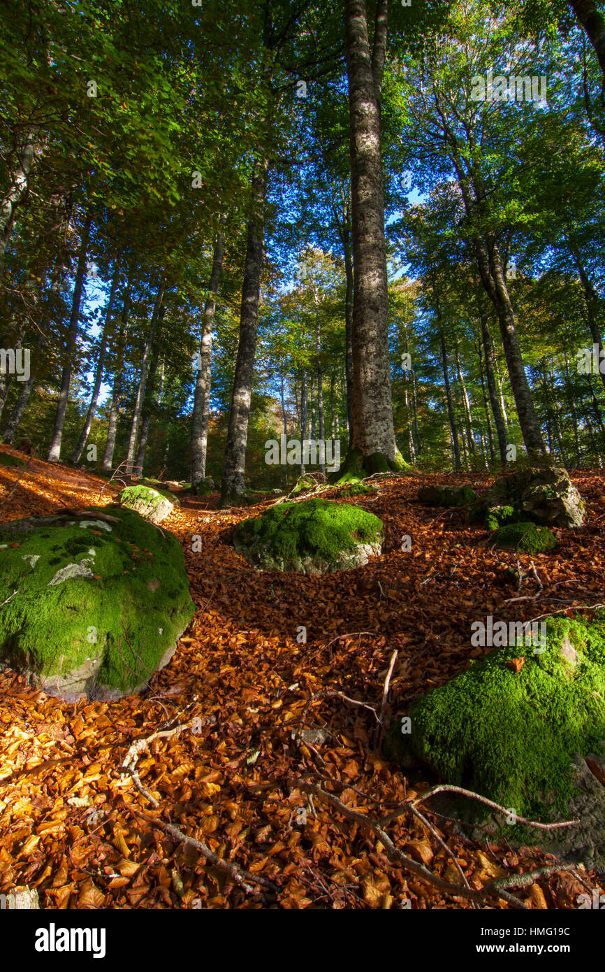 Trees in a forest Stock Photo - Alamy