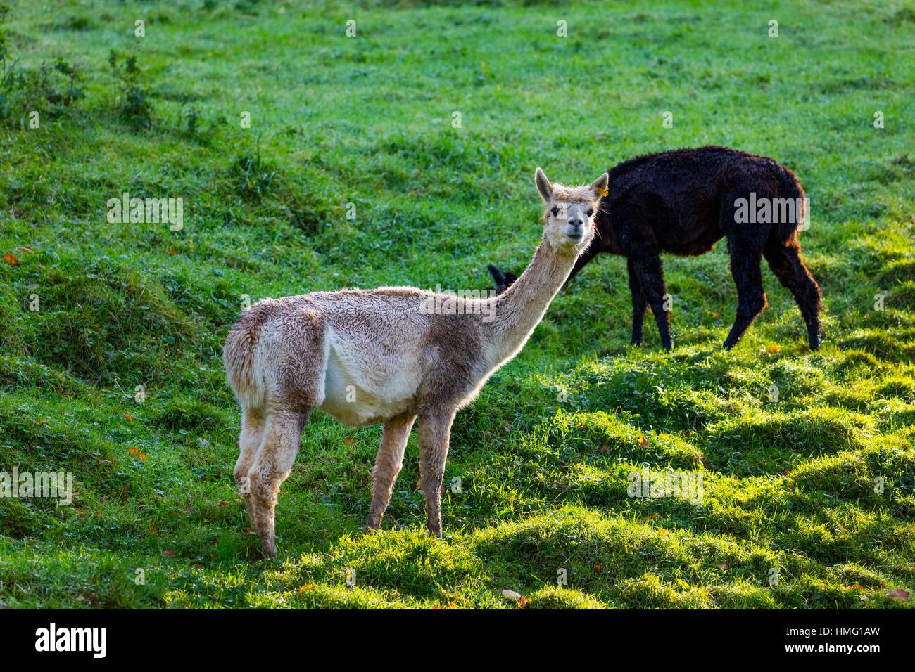 Domesticated south american camelid hi-res stock photography and images ...