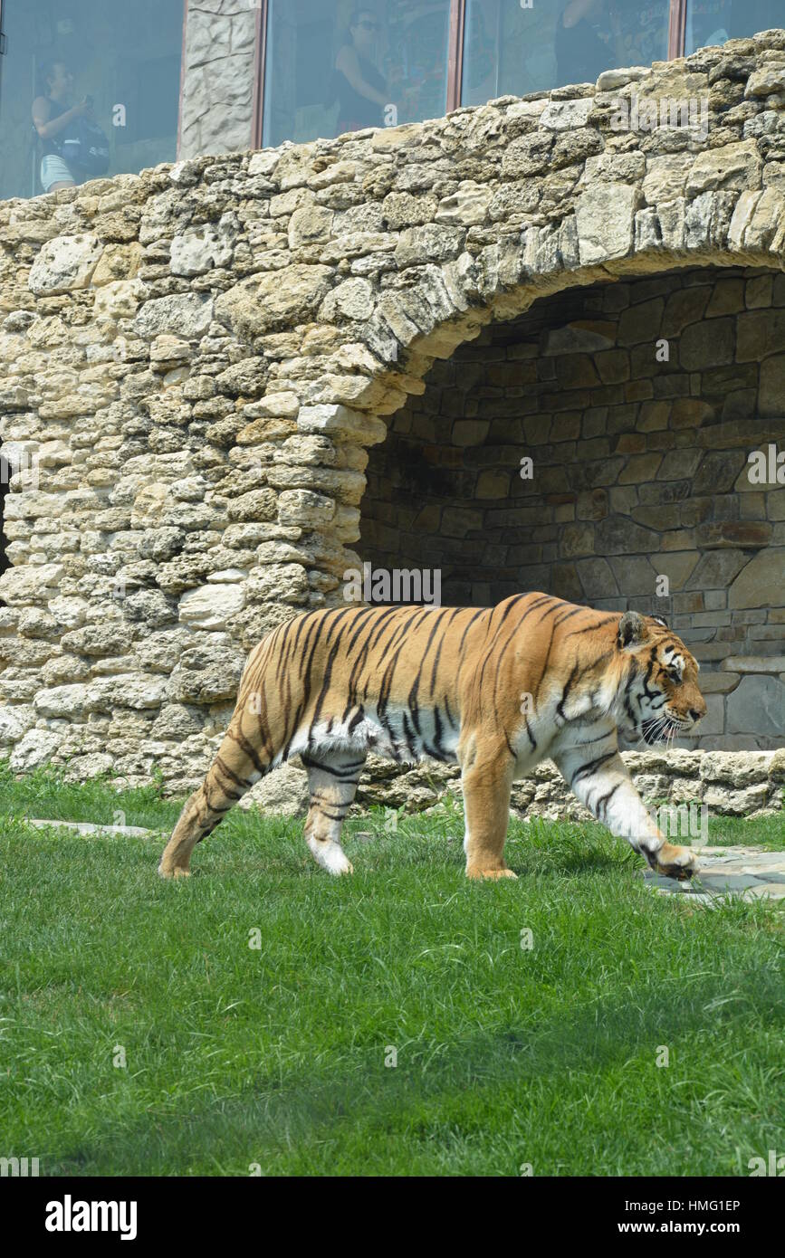 Siberian tigers / Amur tigers (Panthera tigris altaica) inside zoo ...
