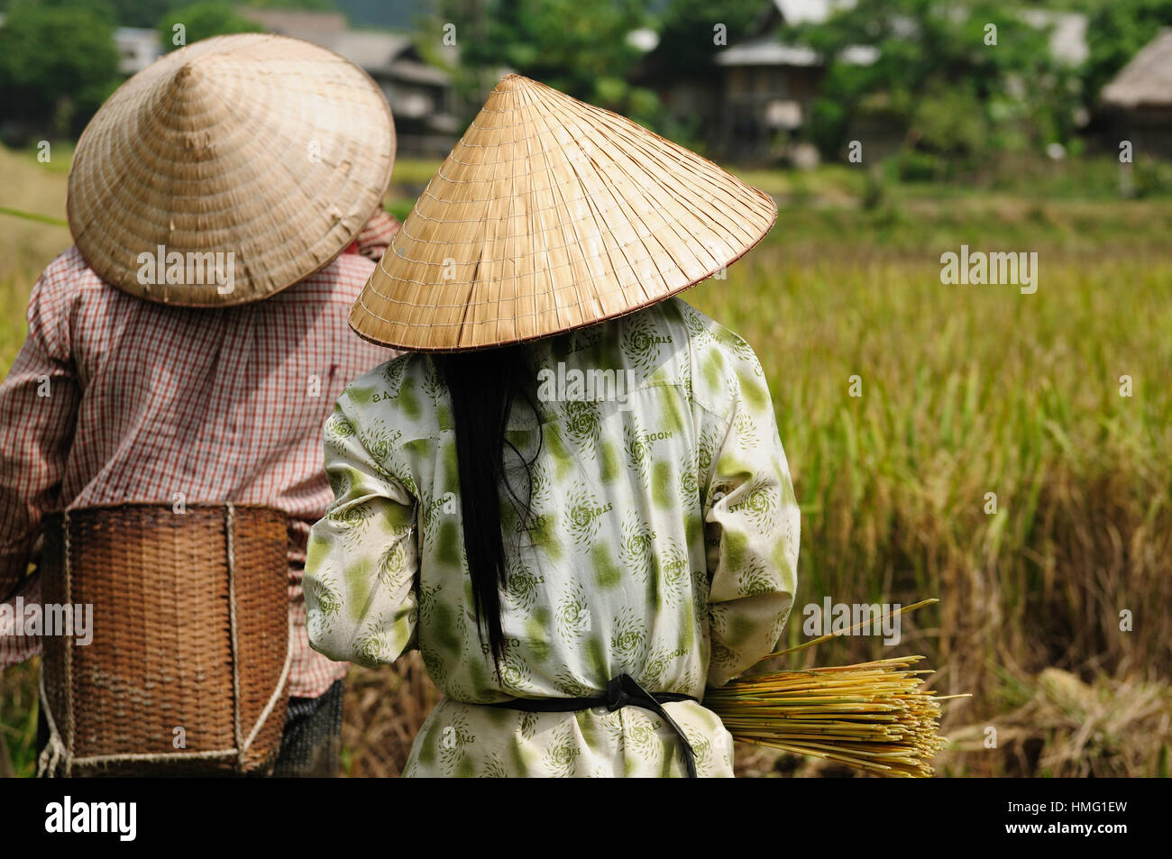 Vietnam - Harvesting rice Stock Photo - Alamy
