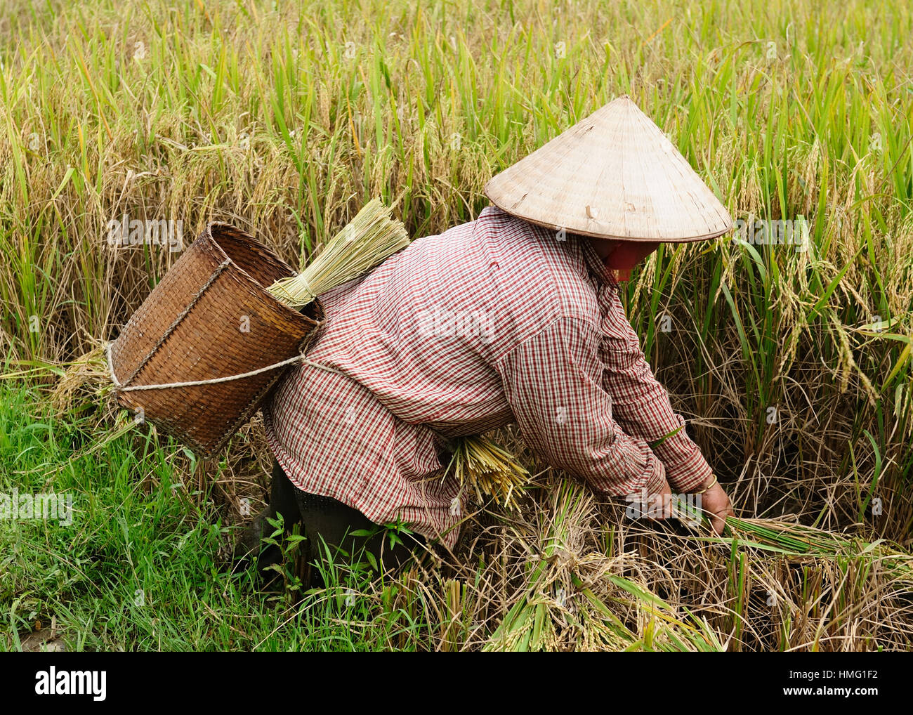 Vietnam - Harvesting rice Stock Photo - Alamy