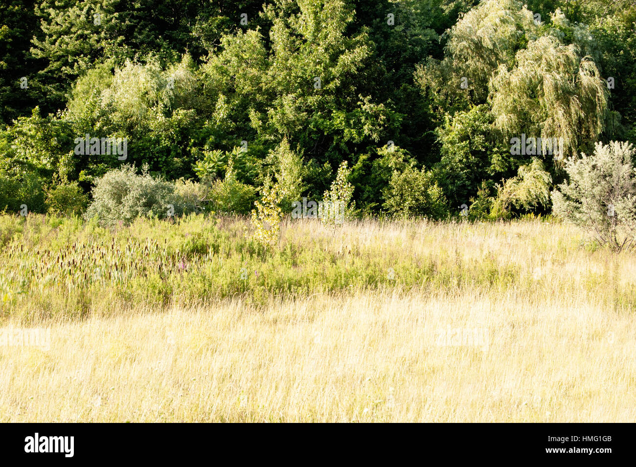 Summer Nature Forest Front. Landscape at sunset. Trees and tall grass ...