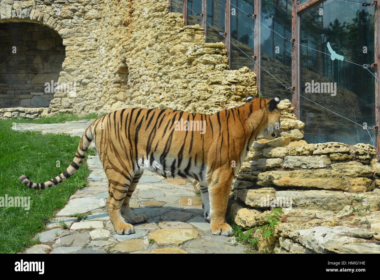 Siberian tigers / Amur tigers (Panthera tigris altaica) inside zoo ...