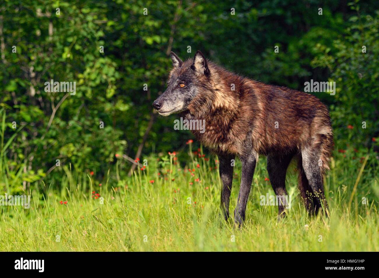 Melanistic Wolf