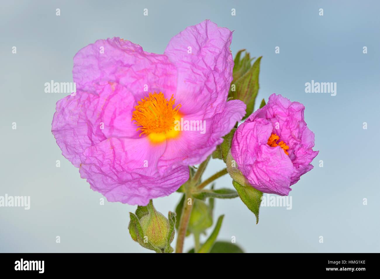 Albidus hi-res stock photography and images - Alamy