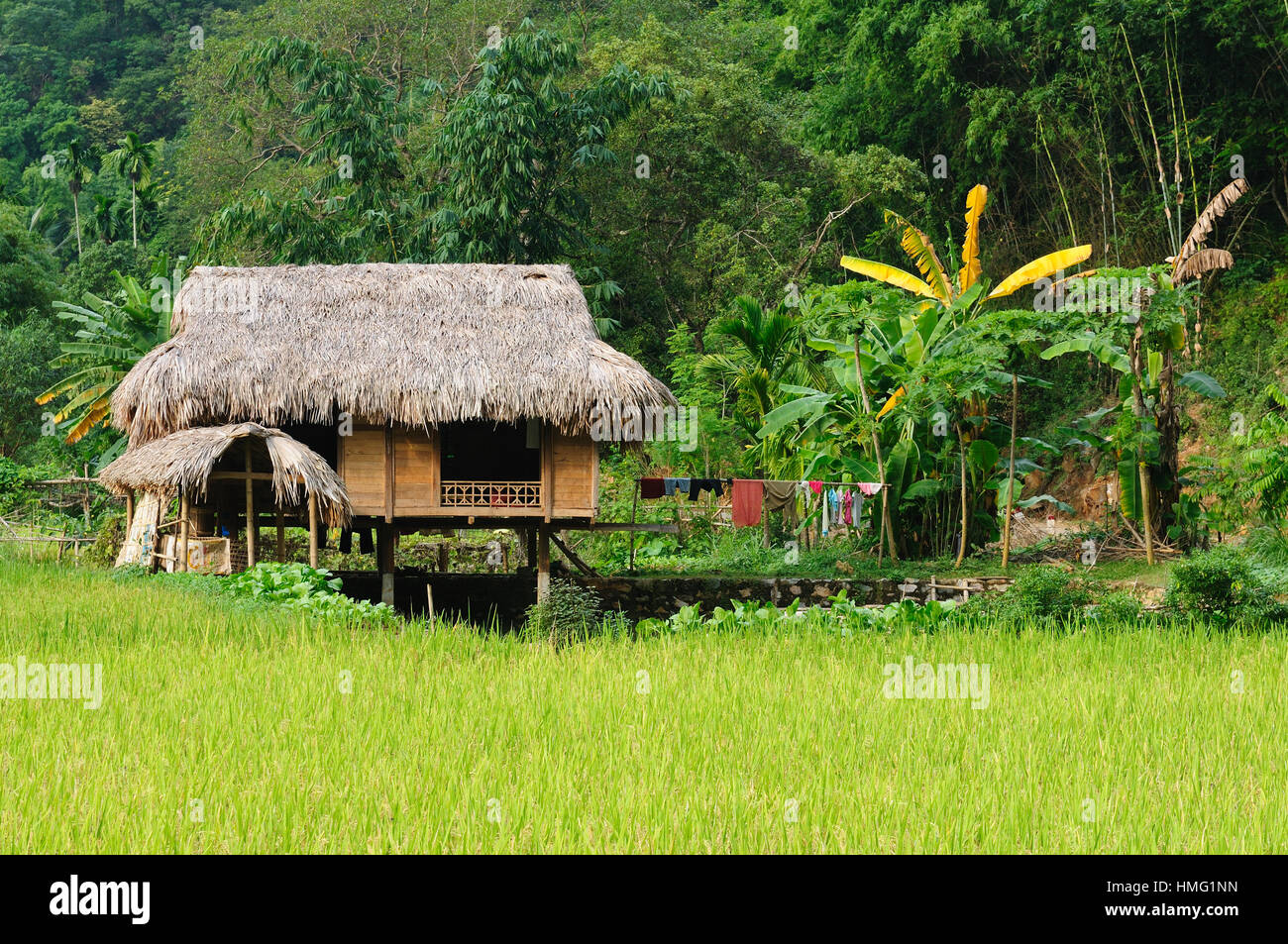 Vietnam - rural scene on the village Stock Photo - Alamy