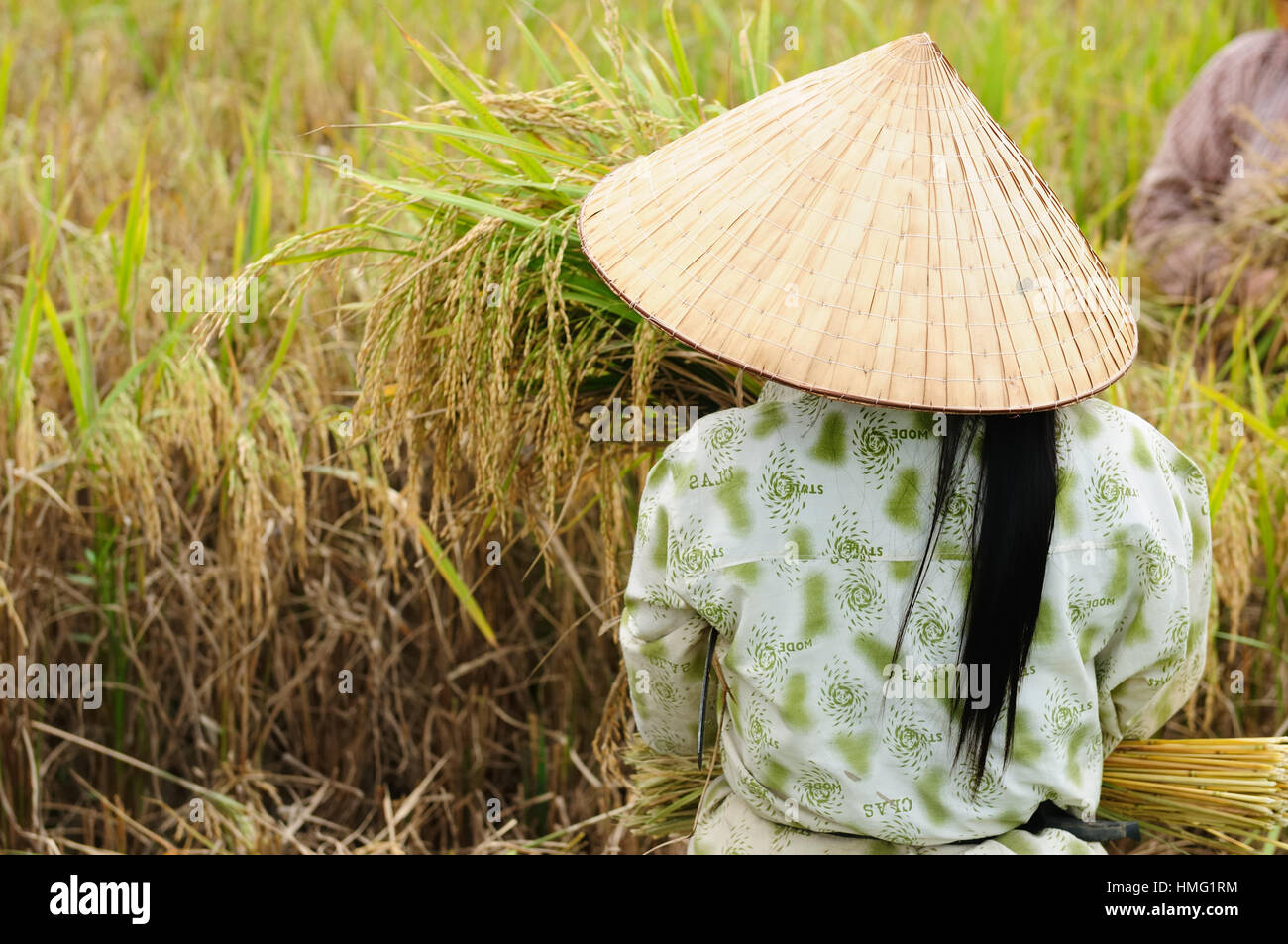 Vietnam - Harvesting rice Stock Photo - Alamy