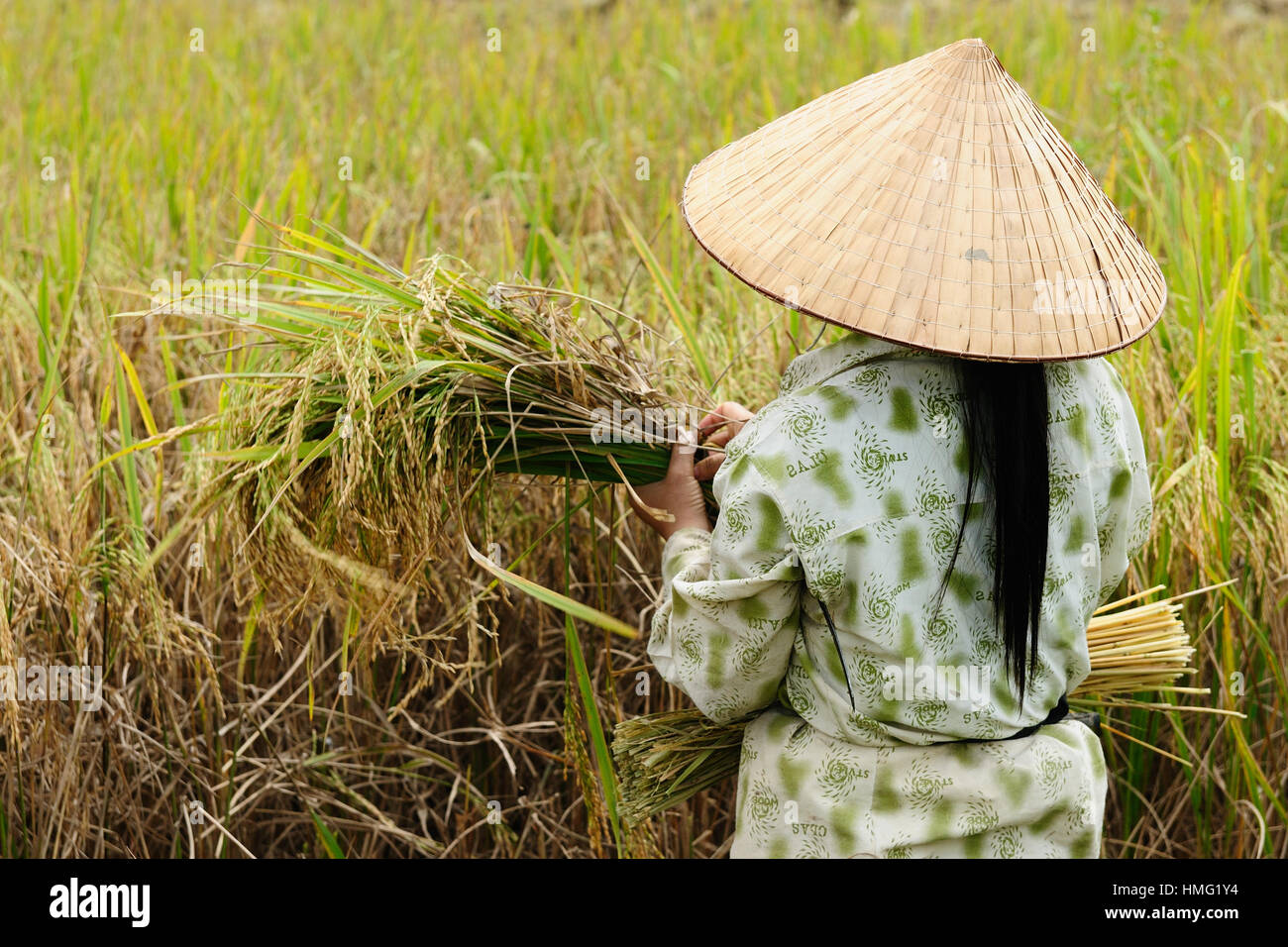 Vietnam - Harvesting rice Stock Photo - Alamy
