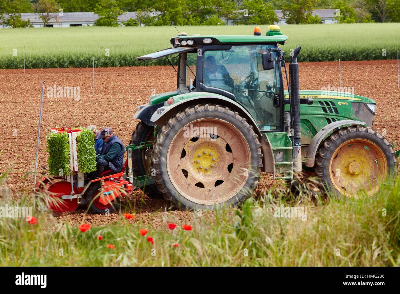 Farmers planting snuff plant hi-res stock photography and images - Alamy