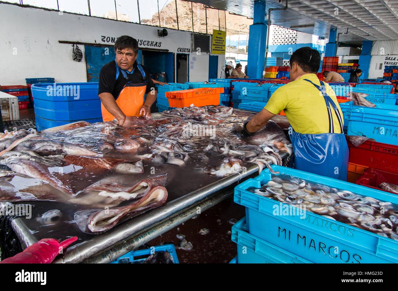 Giant squid fishing hi-res stock photography and images - Alamy