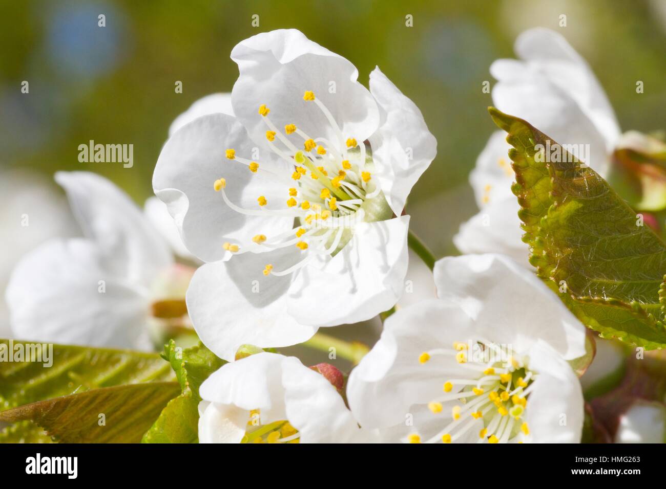 Sam cherry hi-res stock photography and images - Alamy