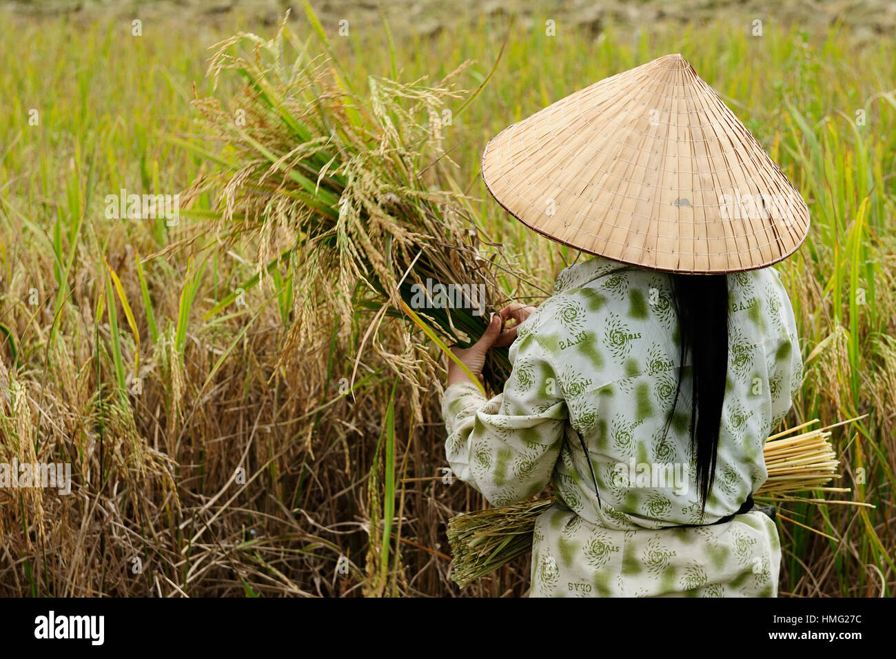 Native inhabitants of Vietnam working at the harvest of the rice Stock ...