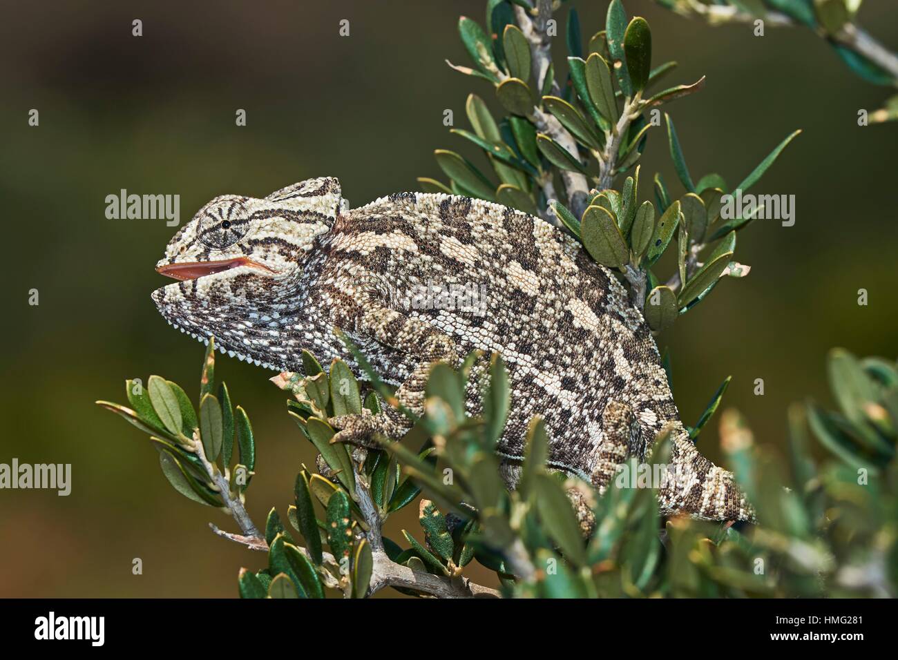 European Chamaleon (Chamaeleo chamaeleon) on a tree branch. Benalmadena ...