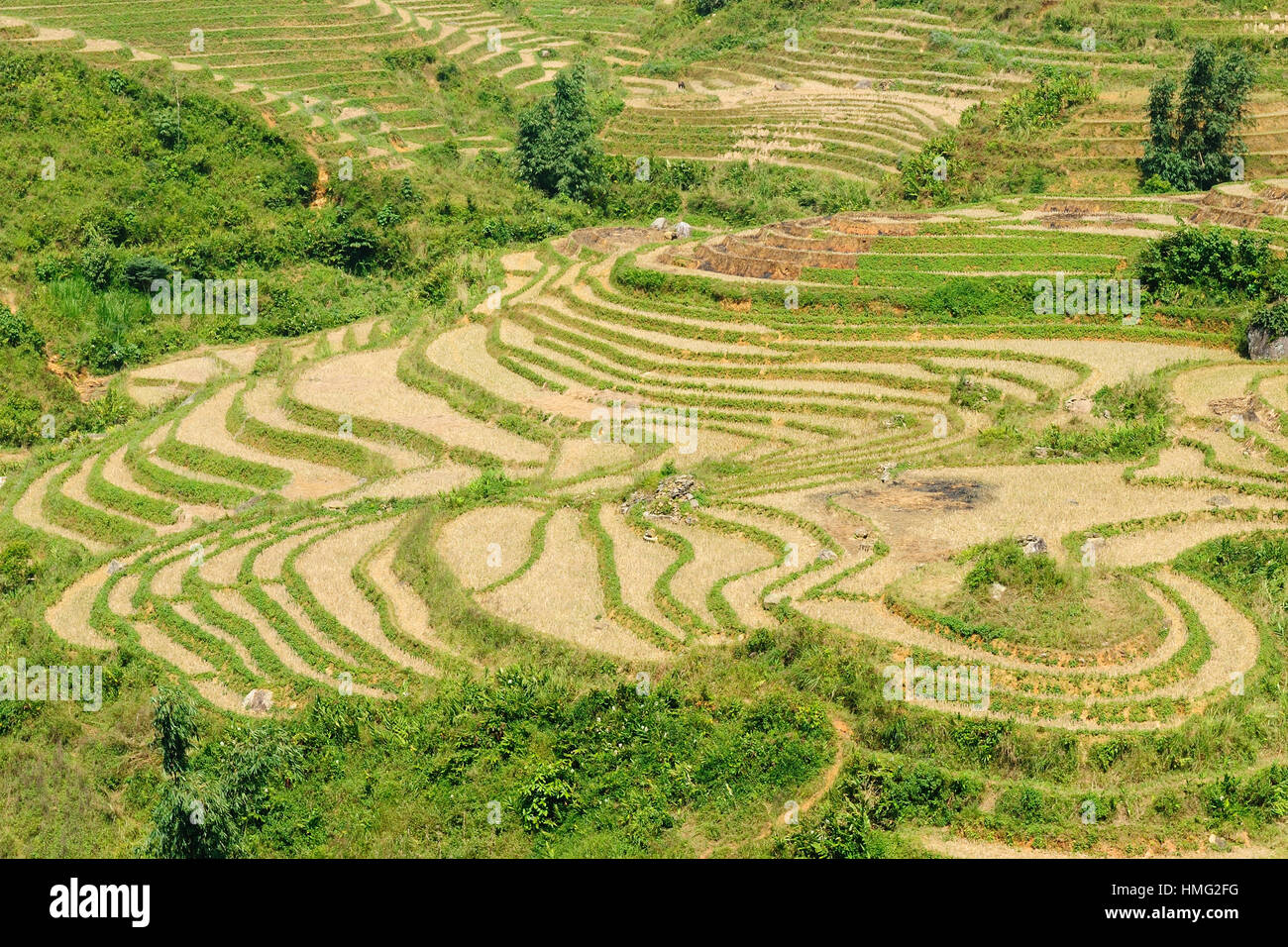 VIetnam - Rice Paddy on the Mountain near Sapa Stock Photo - Alamy