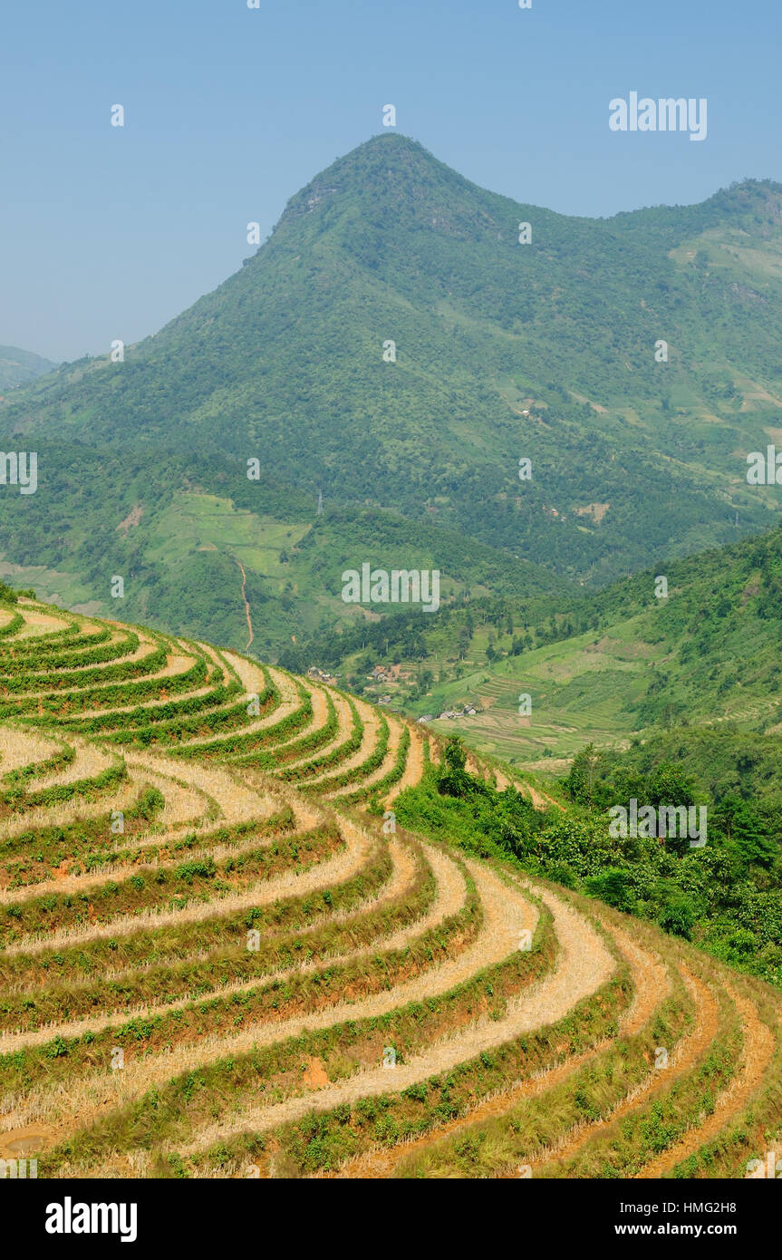 VIetnam - Rice Paddy on the Mountain near Sapa Stock Photo - Alamy