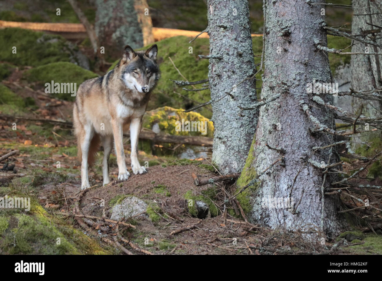 European wolf, Europaeischer Wolf, Canis lupus, wolf, CZECH REPUBLIC ...
