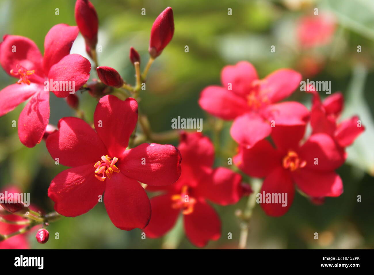 Beautiful red flowers with yellow pestle on the green background Stock ...