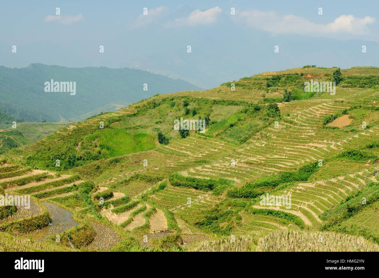 VIetnam - Rice Paddy on the Mountain near Sapa Stock Photo - Alamy